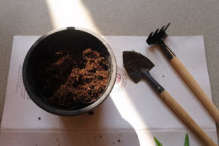 How to grow Aloe - The Plant Aide