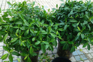 How to water Ping An tree - The Plant Aide