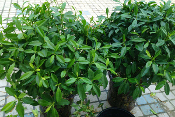 How to water Ping An tree - The Plant Aide