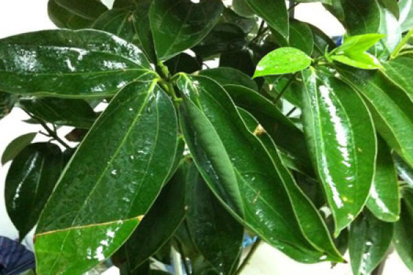 How to water Ping An tree - The Plant Aide