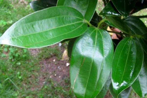 How to water Ping An tree - The Plant Aide