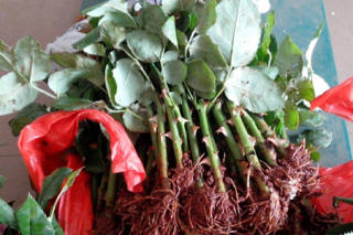 How do roses reproduce - The Plant Aide