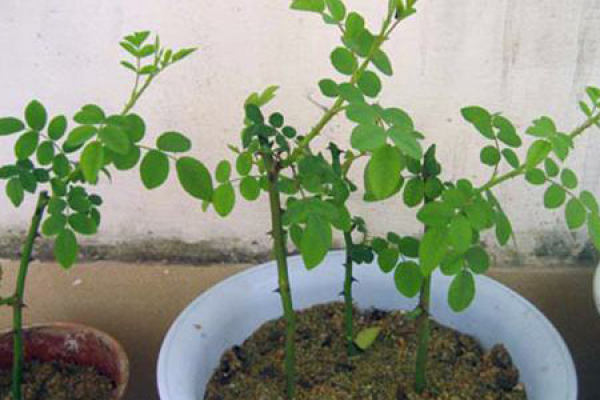 How do roses reproduce - The Plant Aide