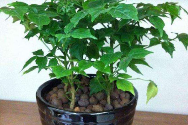 How to water emerald tree - The Plant Aide