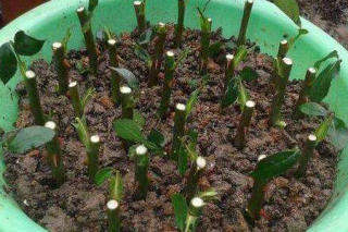 How to breed rose - The Plant Aide