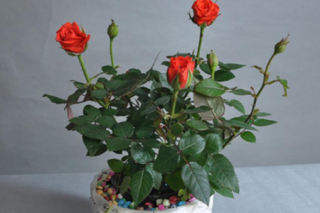 How to raise rose - The Plant Aide