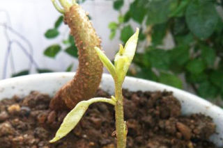How to grow Durian - The Plant Aide