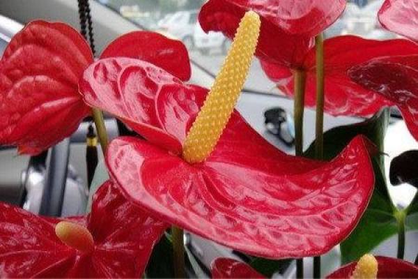 How to deal with the rotten leaves of Anthurium - The Plant Aide