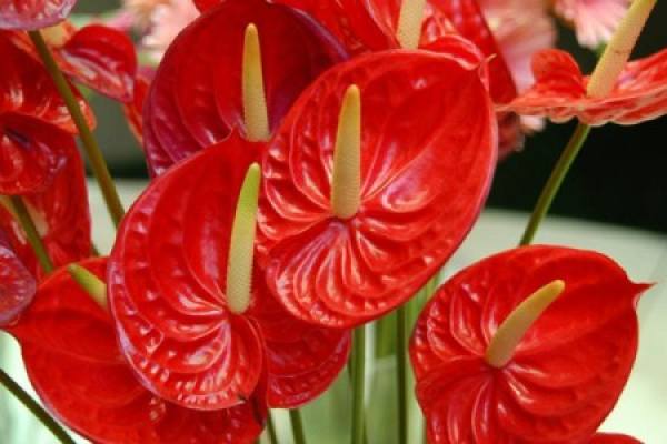 How to deal with the rotten leaves of Anthurium - The Plant Aide