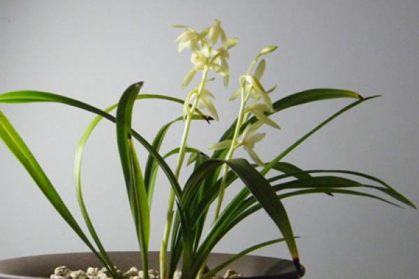 Flower language and symbolic meaning of orchid - The Plant Aide