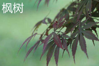 The difference between maple and sycamore - The Plant Aide