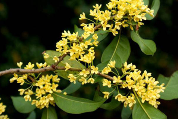 How to top up osmanthus - The Plant Aide