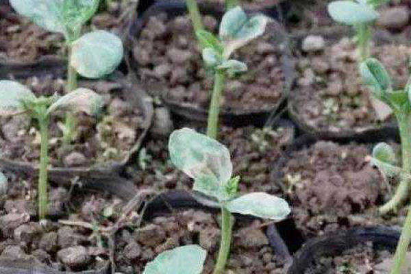 How to grow watermelon seeds - The Plant Aide