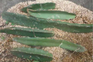 How to grow Pitaya - The Plant Aide