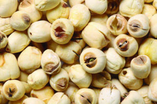 How to grow lotus seeds - The Plant Aide