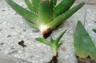 How to grow Aloe - The Plant Aide