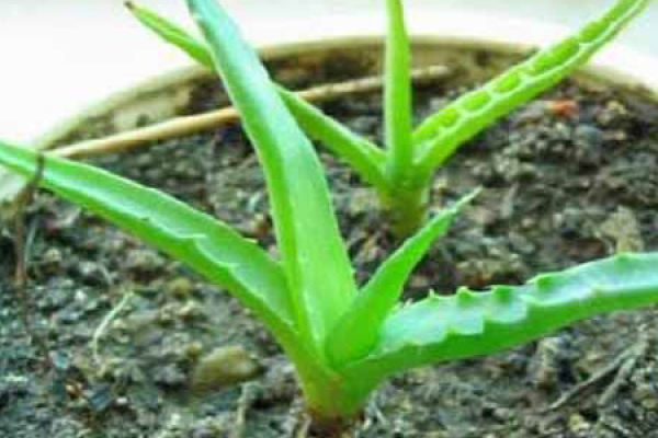 How to grow Aloe - The Plant Aide