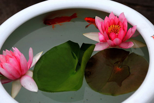 How to grow lotus - The Plant Aide