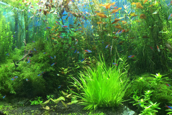 How to plant water grass seeds - The Plant Aide