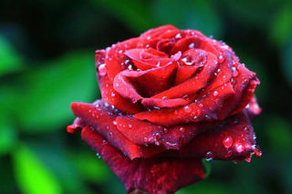 What is the flower language of rose - The Plant Aide