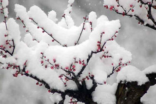 What is the symbolic meaning of plum blossom - The Plant Aide