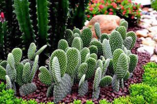 What are the plants that represent courage and strength - The Plant Aide