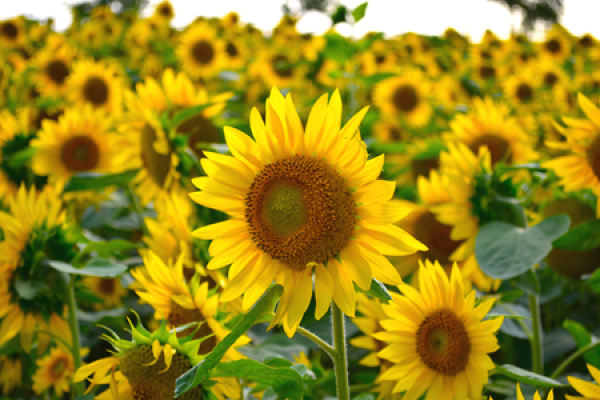 What are the plants that represent courage and strength - The Plant Aide