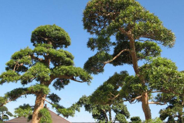 What are the plants that represent courage and strength - The Plant Aide