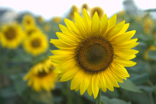 The meaning and language of sunflower - The Plant Aide