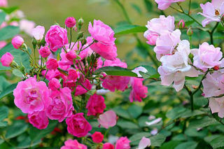 Rose language and its representative meaning - The Plant Aide