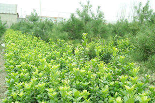 How to fertilize boxwood - The Plant Aide