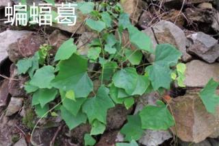 How to distinguish the kudzu - The Plant Aide