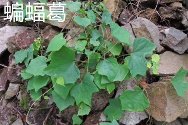 How to distinguish the kudzu - The Plant Aide