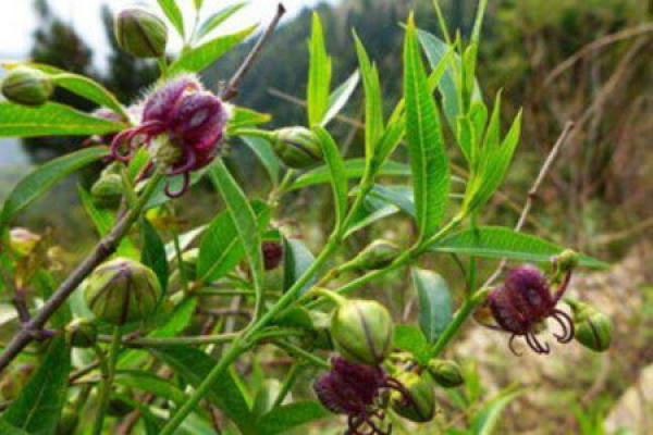 How to plant the willow - The Plant Aide