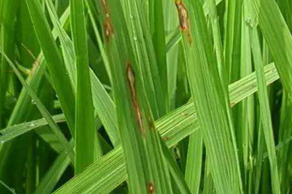How to treat the red leaves of rice - The Plant Aide