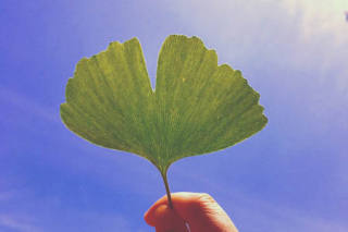 The meaning of ginkgo leaf to love - The Plant Aide