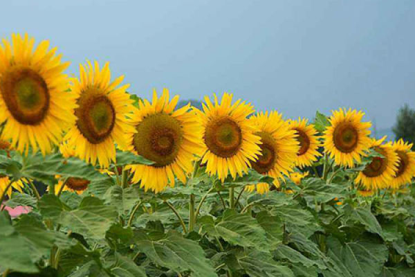 The moral of sunflower - The Plant Aide