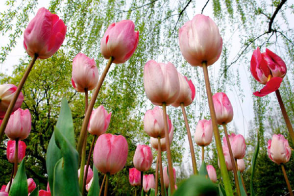 What does tulip symbolize - The Plant Aide