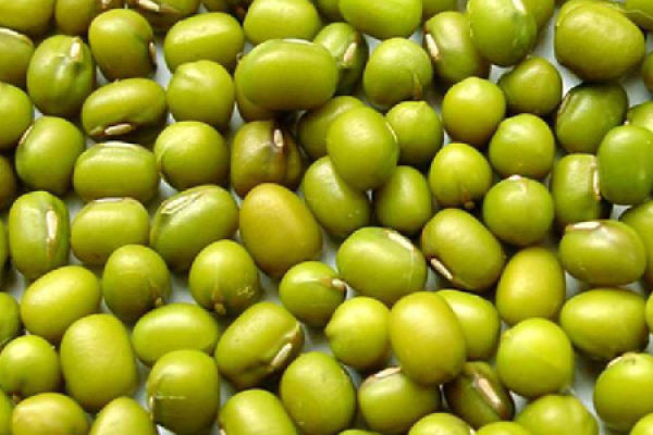 How to grow mung beans - The Plant Aide