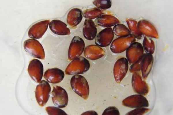 How to grow apple seeds - The Plant Aide