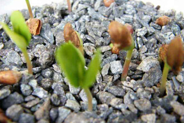 How to grow apple seeds - The Plant Aide