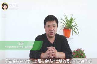 Breeding methods and precautions of diamond - The Plant Aide