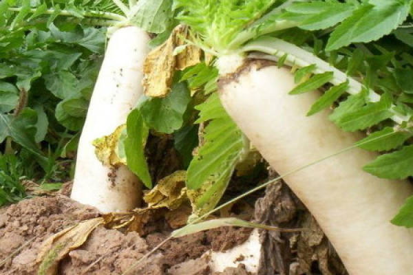 When to grow radish - The Plant Aide