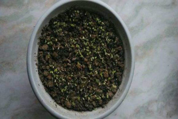 When are pitaya seeds planted - The Plant Aide