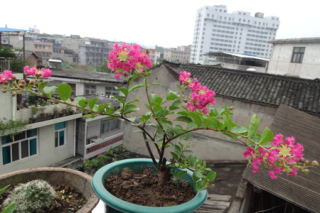 The simplest method of crape myrtle cutting - The Plant Aide