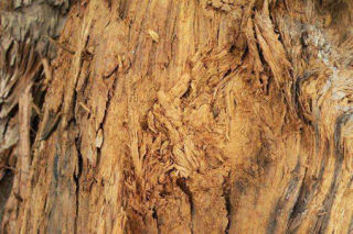 The meaning of Nanmu - The Plant Aide