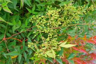 National day out, these 8 kinds of poisonous grass can not touch, meet ...