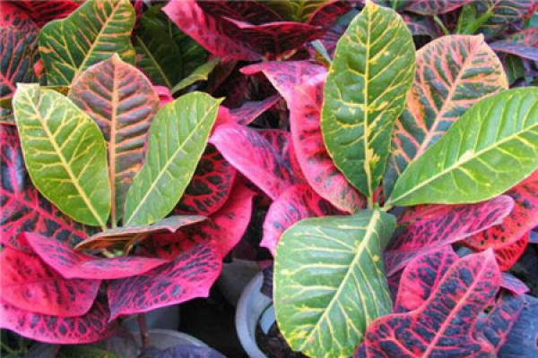 National day out, these 8 kinds of poisonous grass can not touch, meet ...