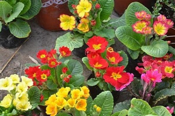 How to cut primrose - The Plant Aide