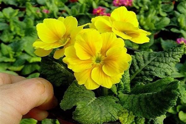 How to cut primrose - The Plant Aide